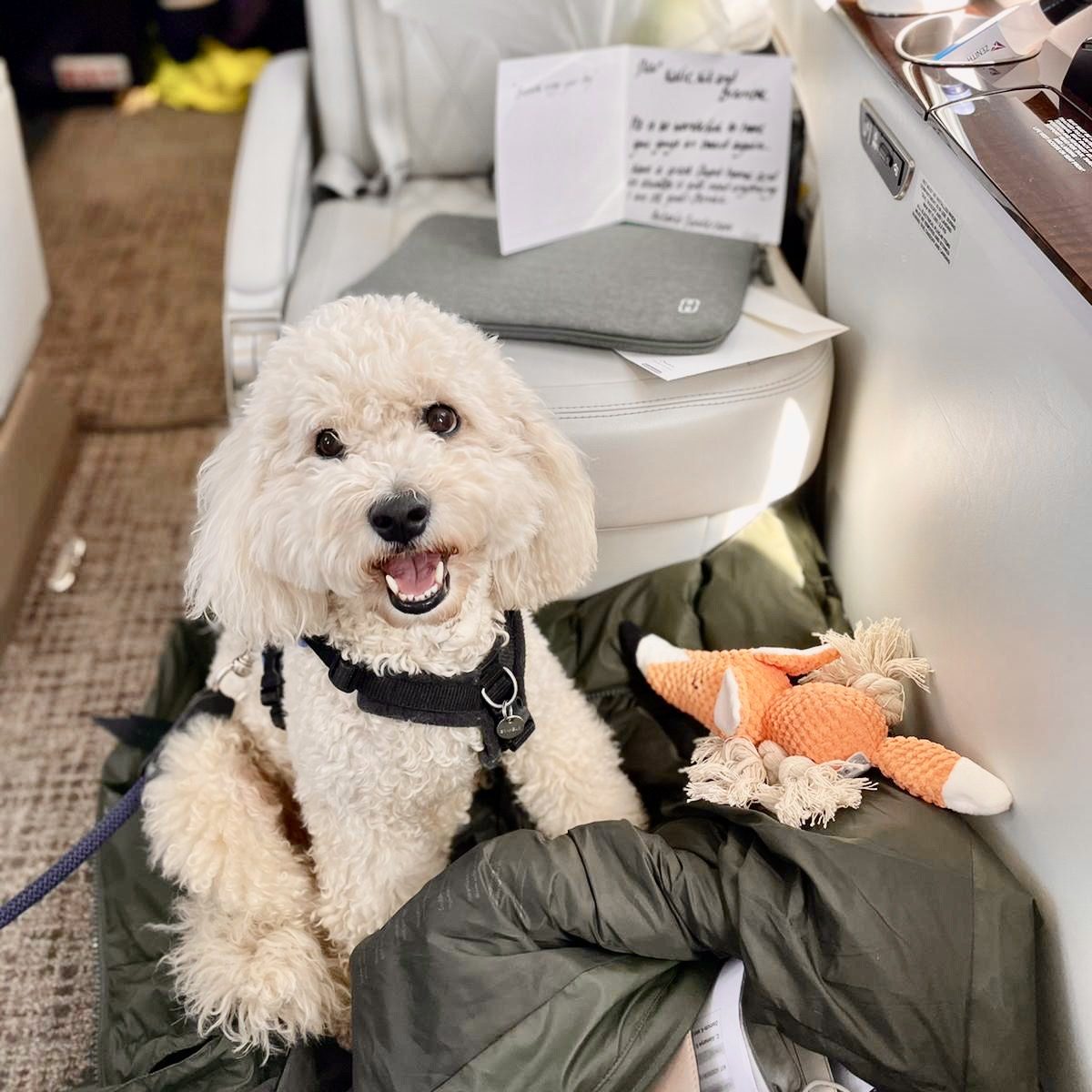 Airborne Animals: How Victor is setting a new travel standard for pets
