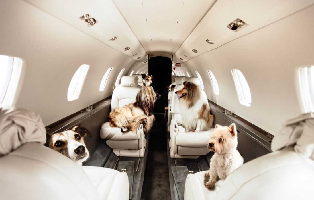 Airborne Animals: How Victor is setting a new travel standard for pets